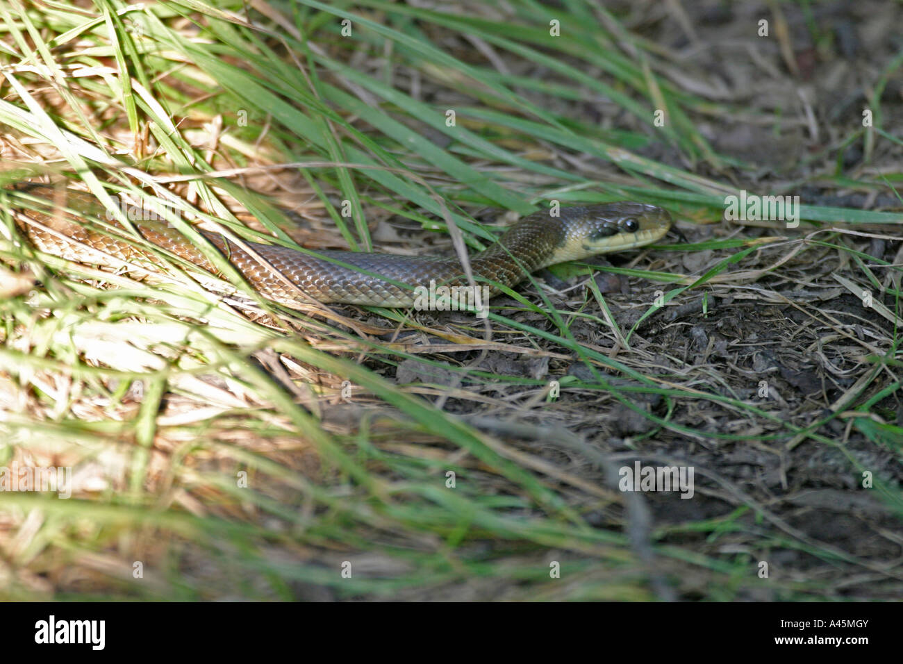 AESCULAPIAN SNAKE ELAPHE LONGISSIMA MOVING ACROOS WOODLAND PATH Stock ...