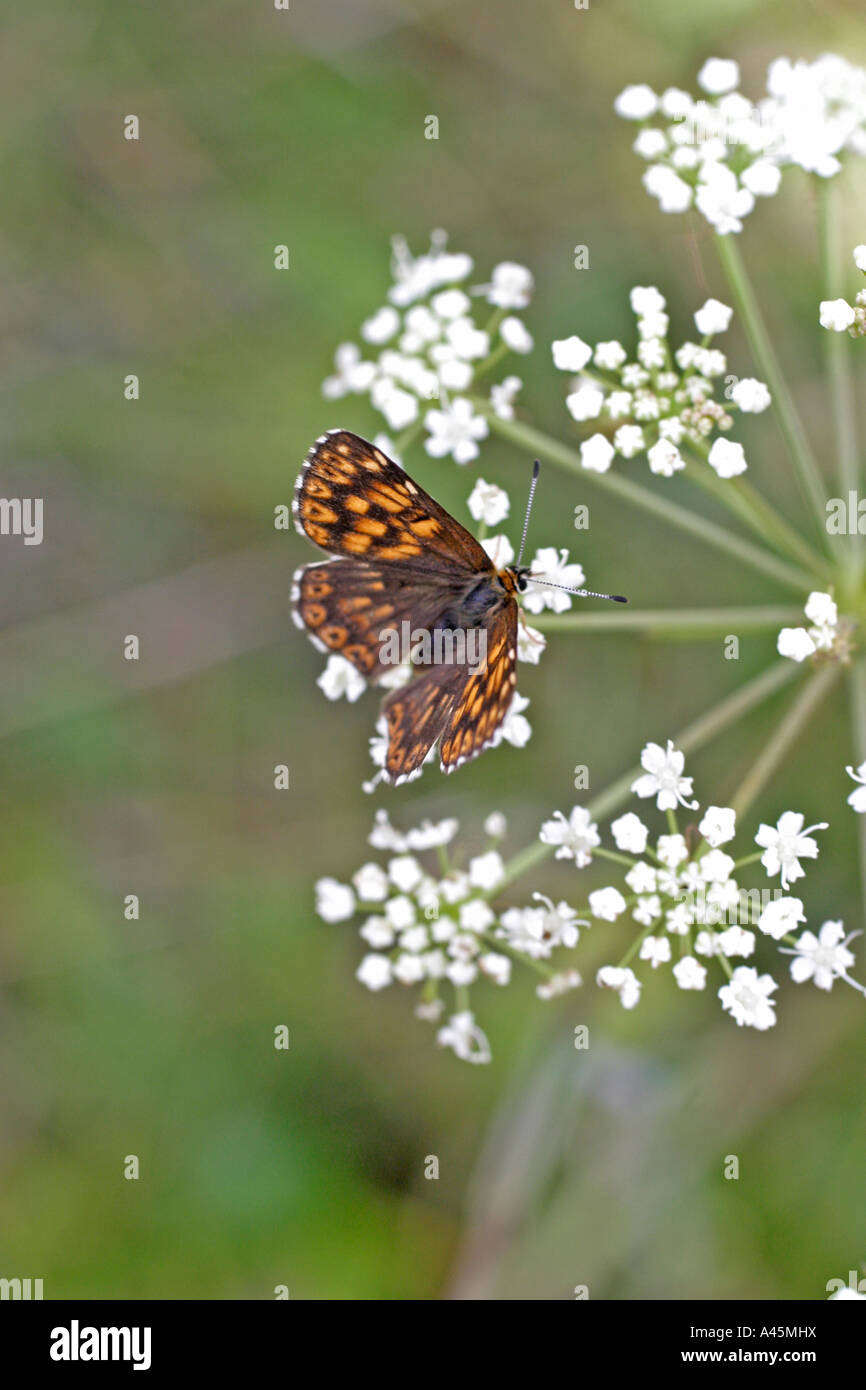SMALL PEARL BORDERED FRITILLARY BOLONIA SELENE AT REST WINGS CLOSED ...