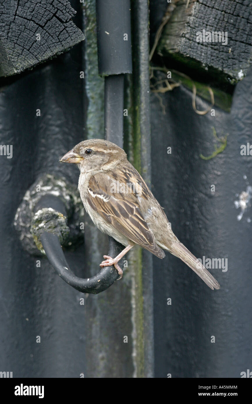 HOUSE SPARROW PASSER DOMESTICUS FEMALE PERCHING SV Stock Photo - Alamy