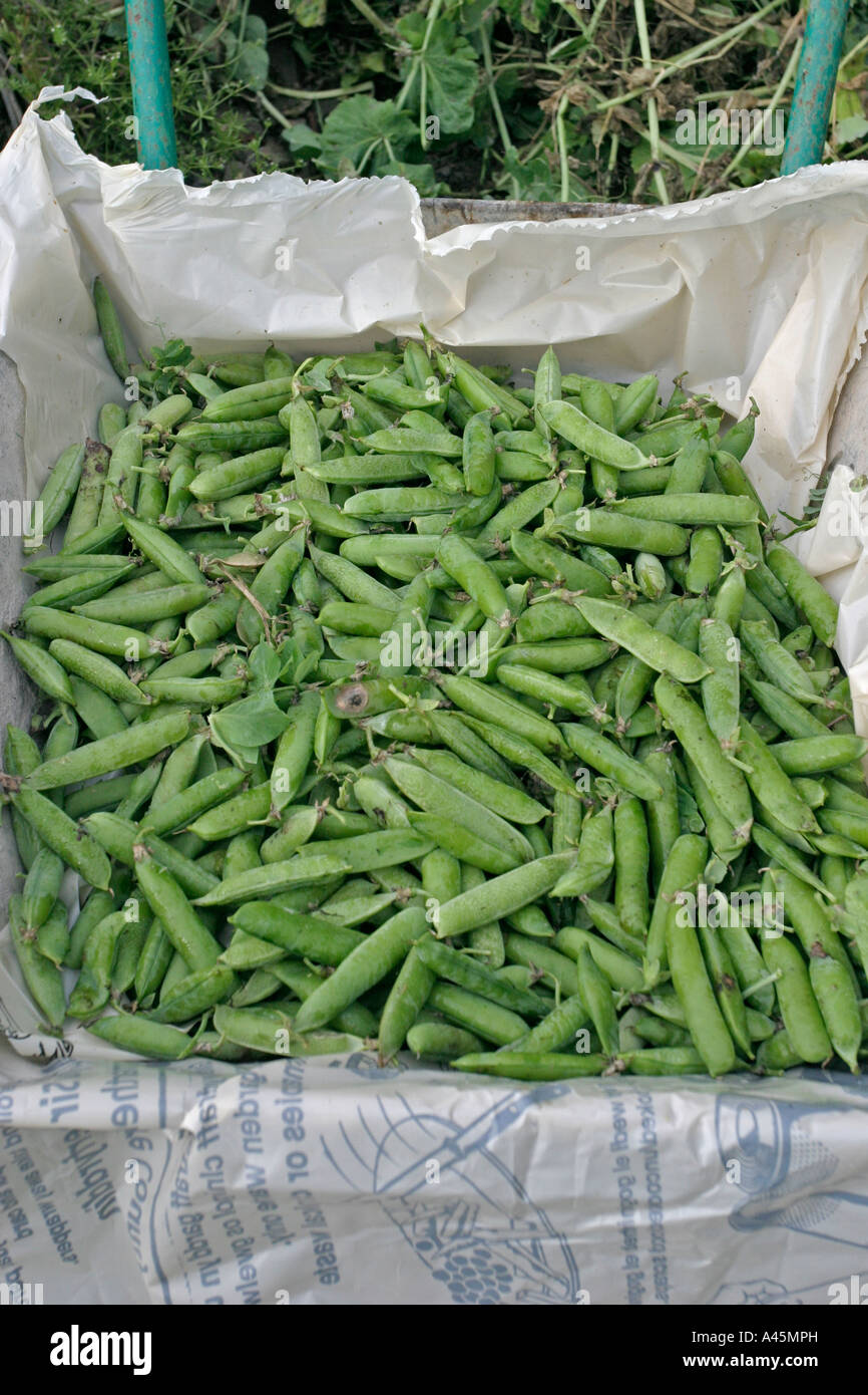 PICKING PEAS USE WHEELBARRROW TO HOLD CROP Stock Photo - Alamy