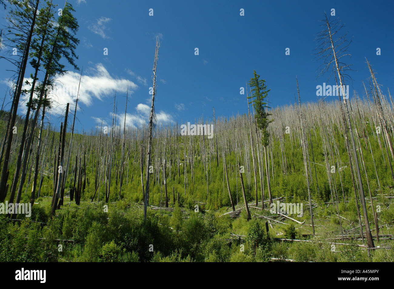 White pass scenic byway washington hi-res stock photography and images ...