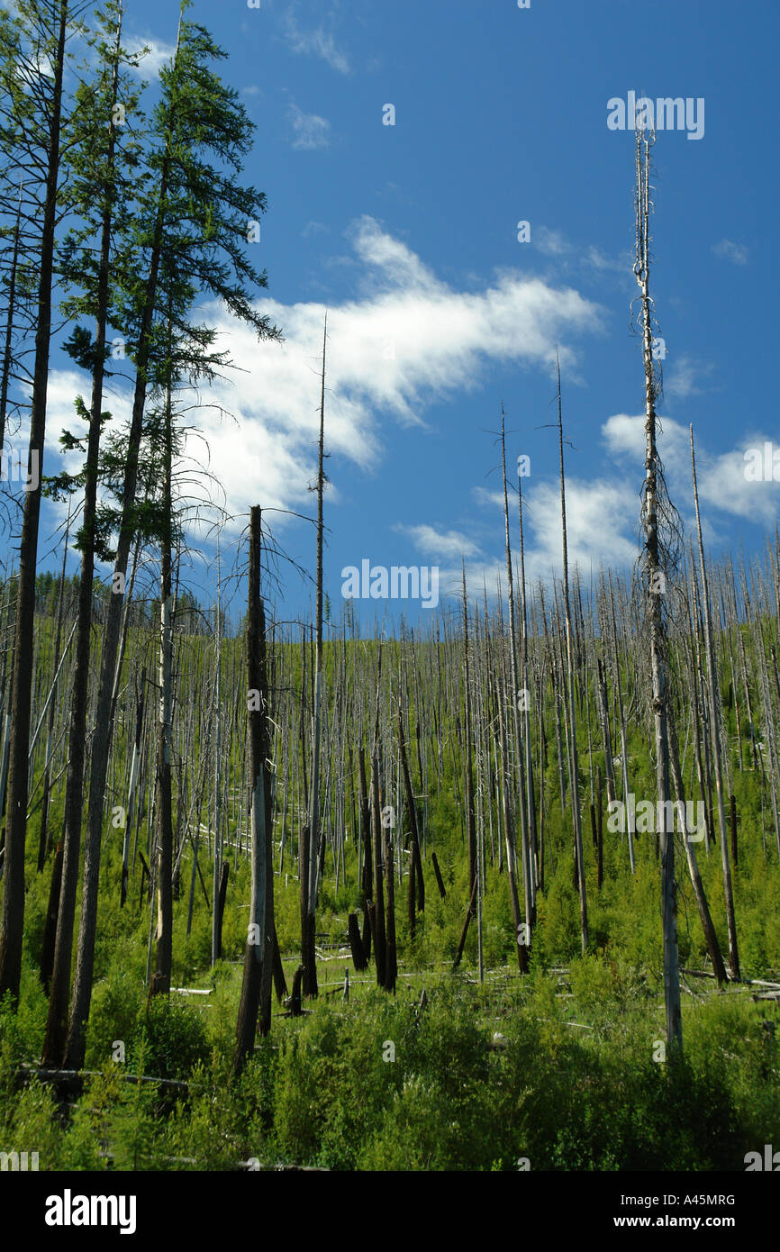 White pass scenic byway washington hi-res stock photography and images ...