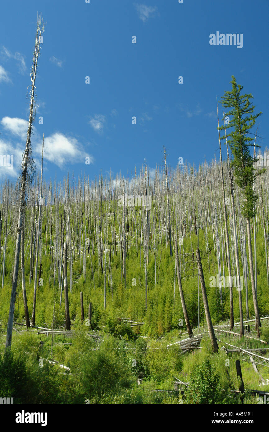 AJD55833, Colville National Forest, WA, Washington, Route 20, Sherman ...