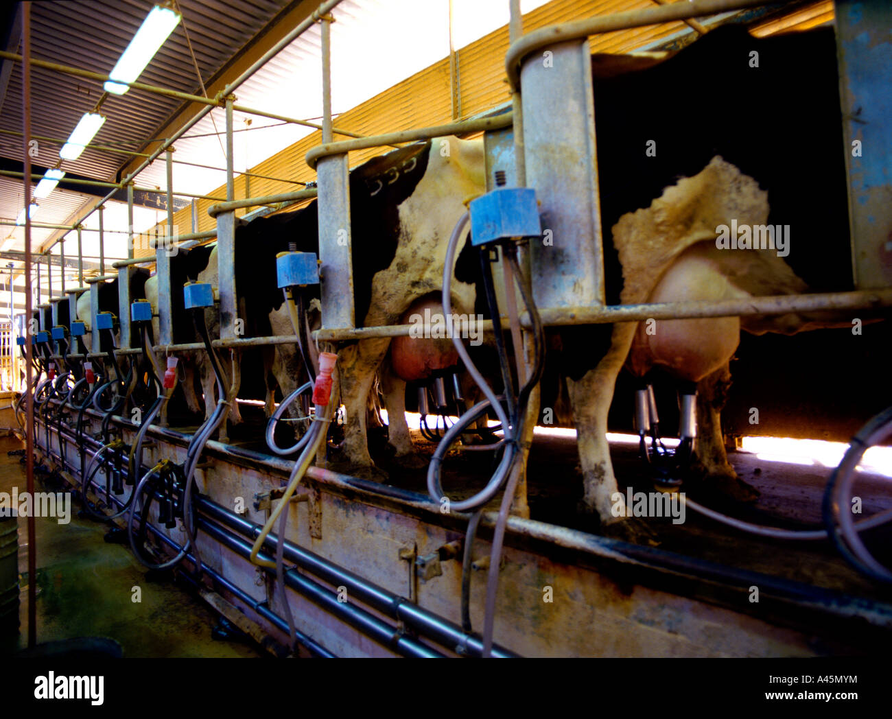 Saudi arabia milk production cows hi-res stock photography and images ...