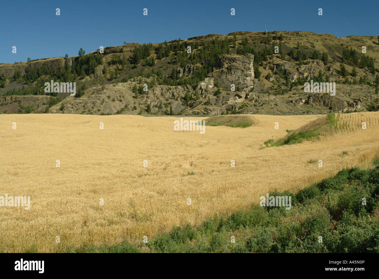 AJD55889, Grand Coulee Valley, WA, Washington, wheat fields Stock Photo ...