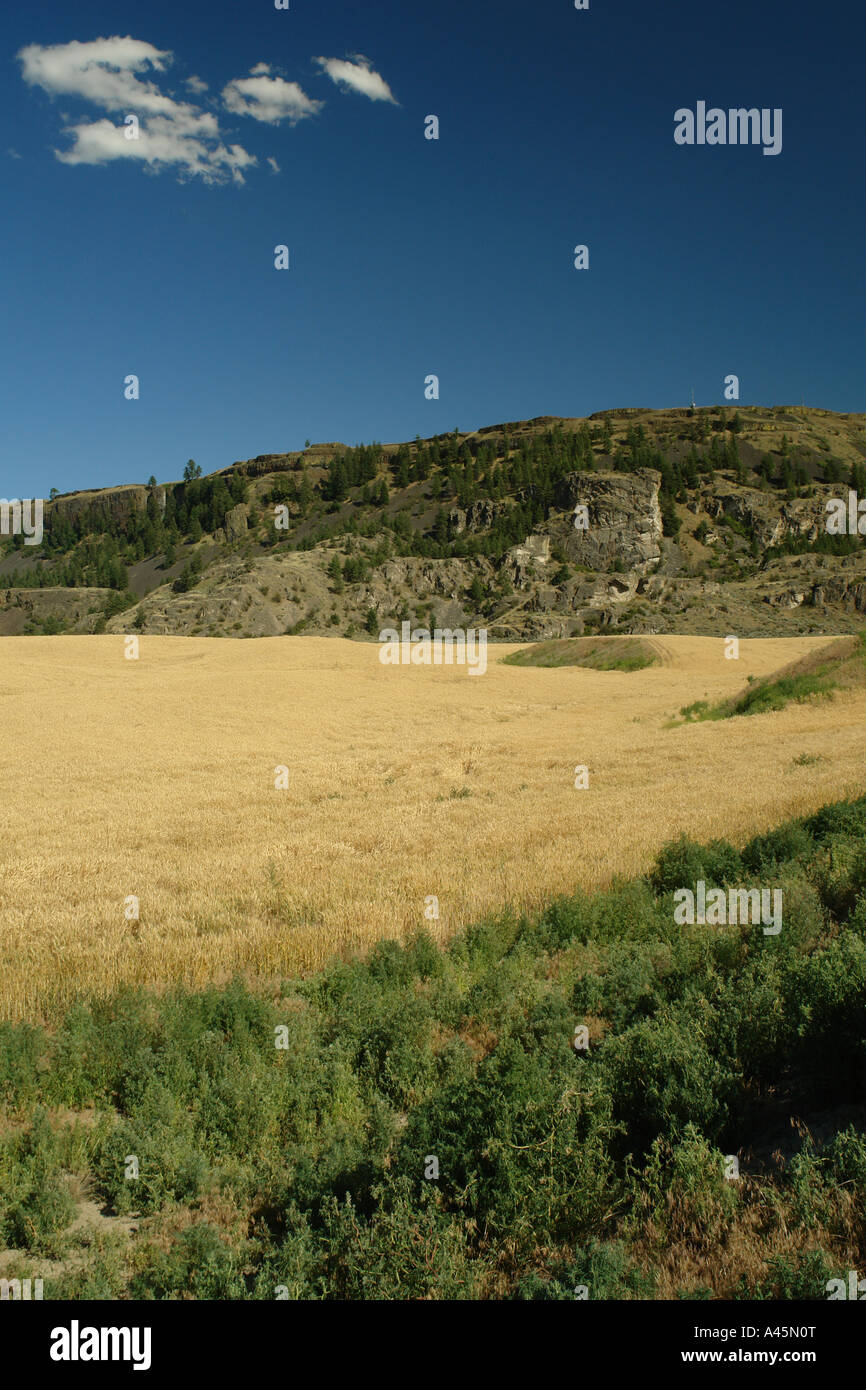 American grain fields hi-res stock photography and images - Alamy