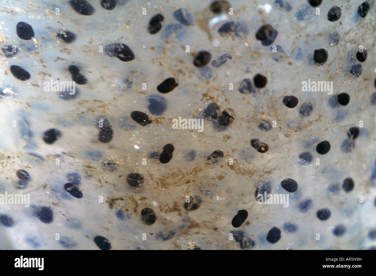 See frog spawn hi-res stock photography and images - Alamy
