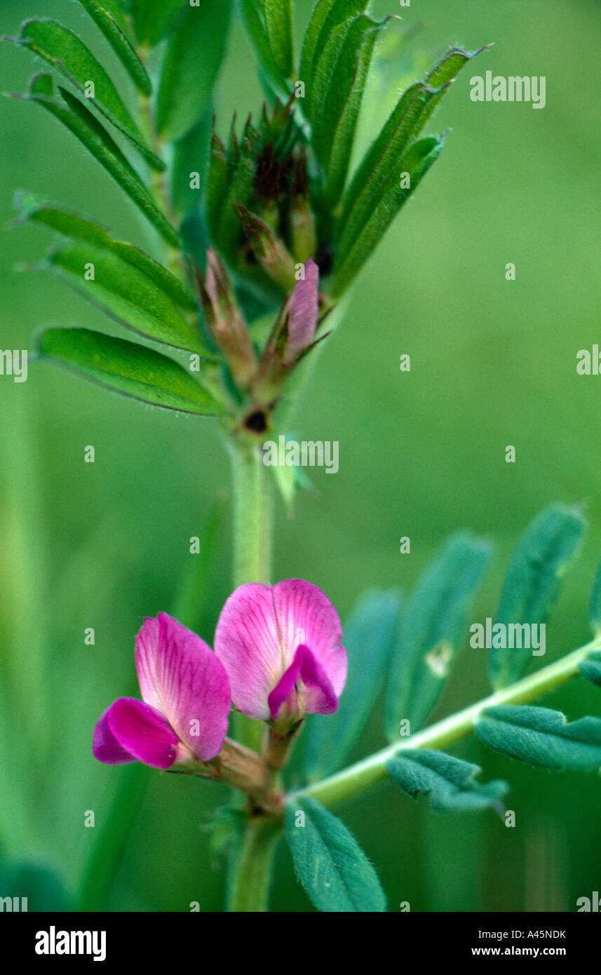 Common Vetch Surrey Stock Photo - Alamy
