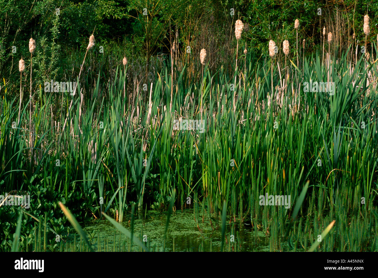 Pond Weed & Bullrushes Heads Exploded to reveal Seeds Carshalton Ponds ...