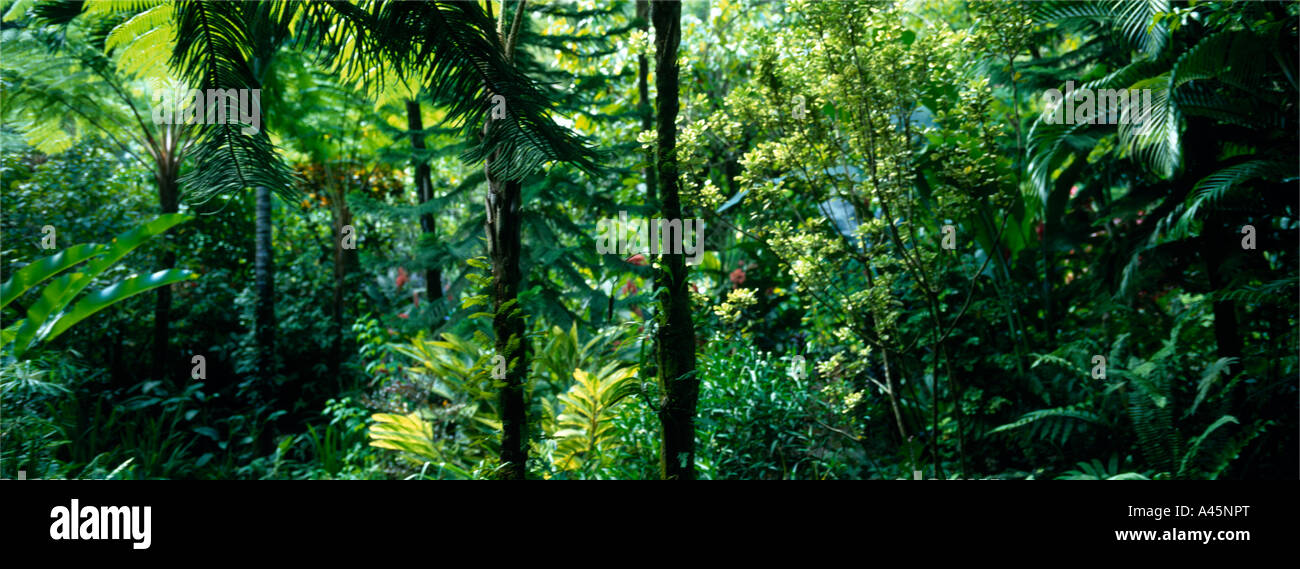 Soufriere St Lucia Diamond Botanical Gardens Flowers Stock Photo - Alamy