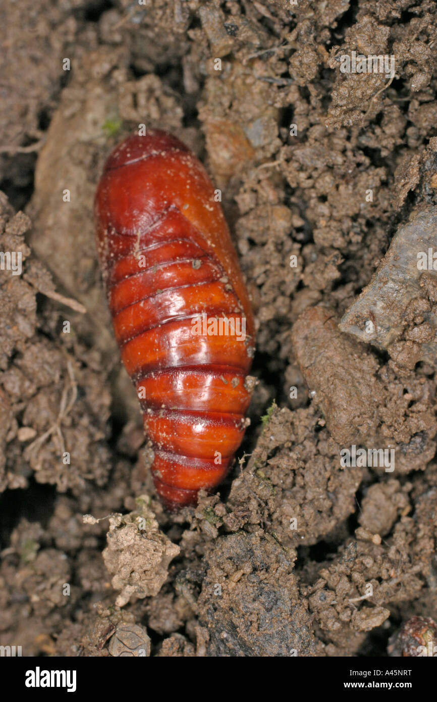SWIFT MOTH HEPIALUS LUPULINUS PUPA LIVES IN THE SOIL Stock Photo - Alamy