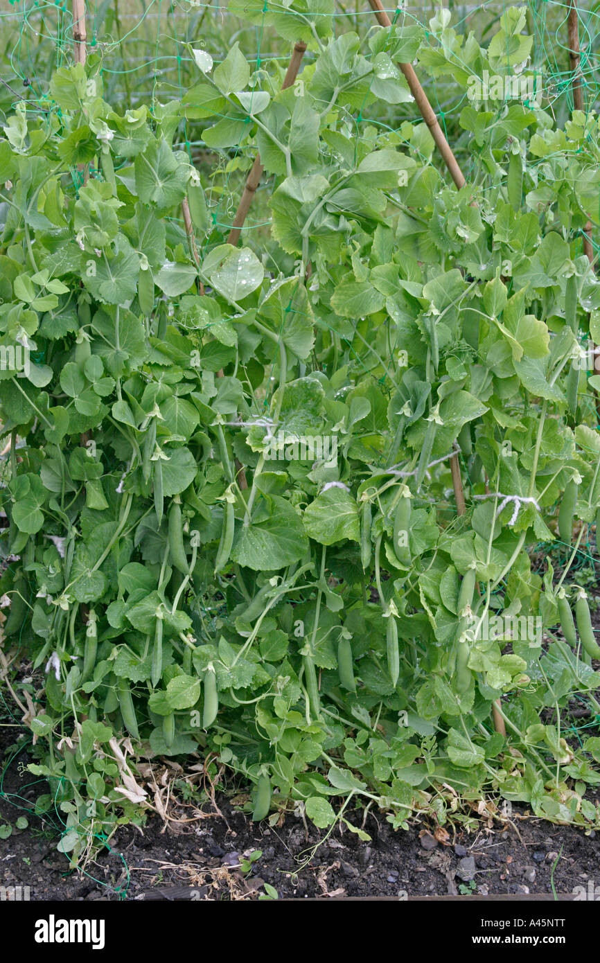 PEAS GROWING UP NETTING Stock Photo - Alamy