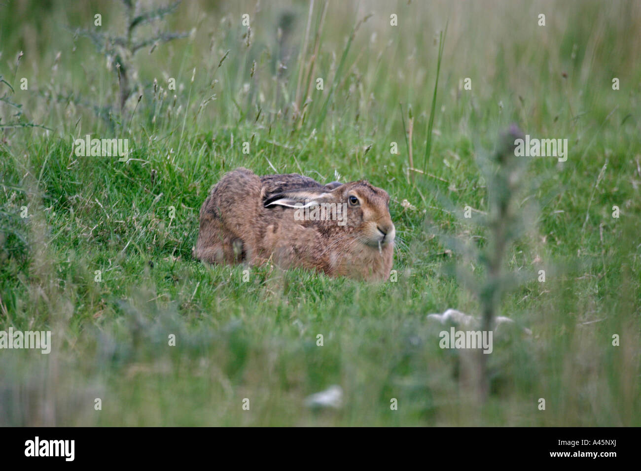 BROWN HARE LEPUS CAPENSIS LAYING IN GRASS SV Stock Photo - Alamy