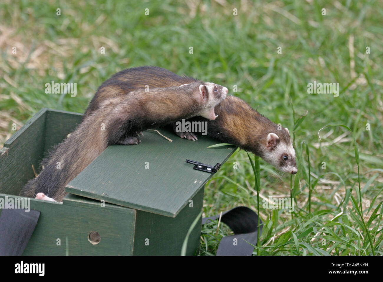 Mammals hunting hi-res stock photography and images - Alamy
