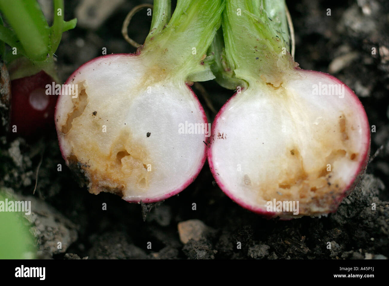 CABBAGE ROOTFLY DELIA BRASSICAE DAMAGE TO RADISH Stock Photo - Alamy