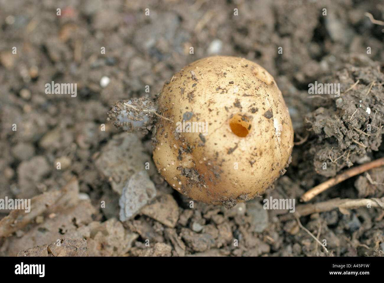 Milax hi-res stock photography and images - Alamy