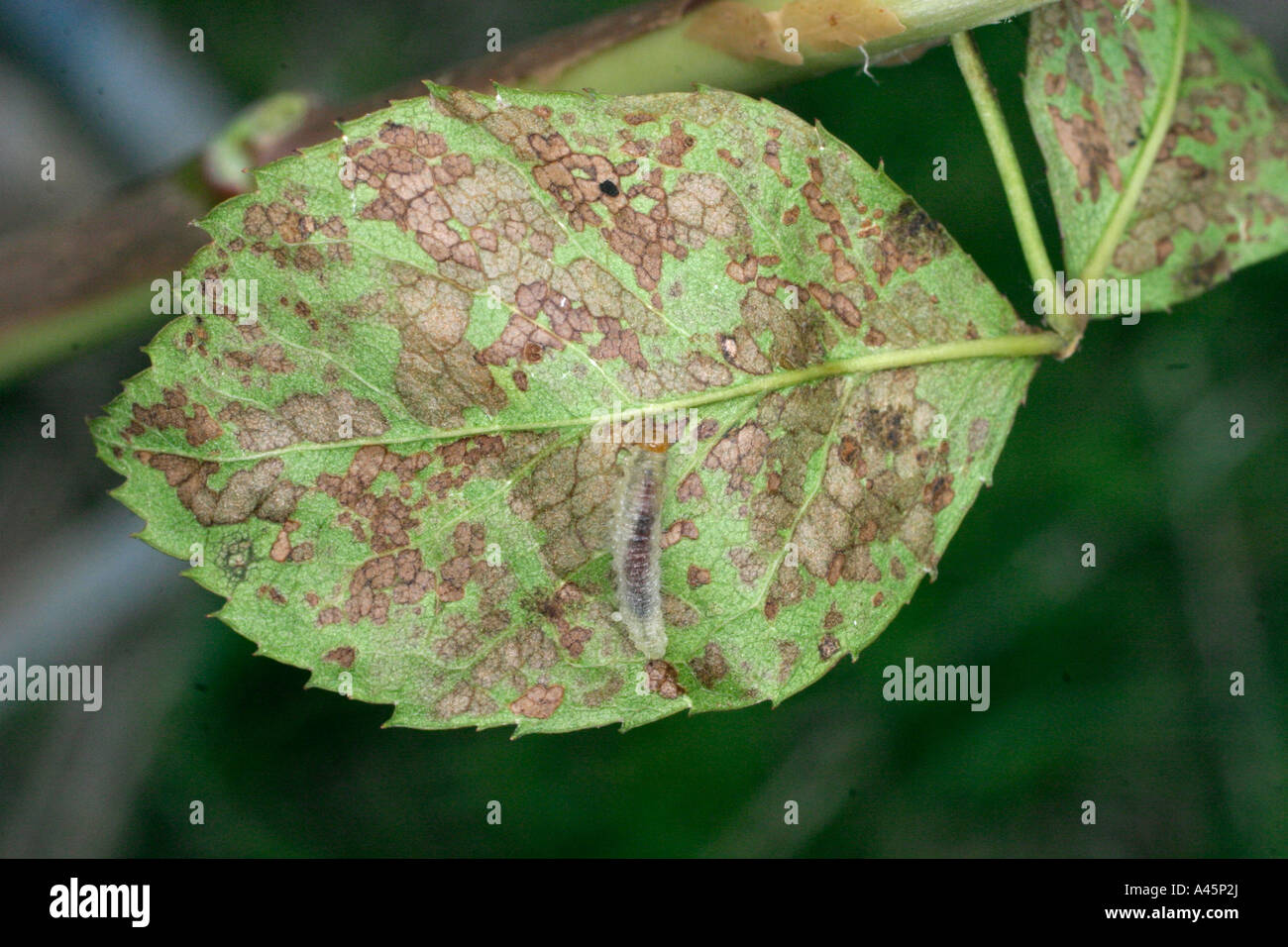 Rose slugworm sawfly hi-res stock photography and images - Alamy