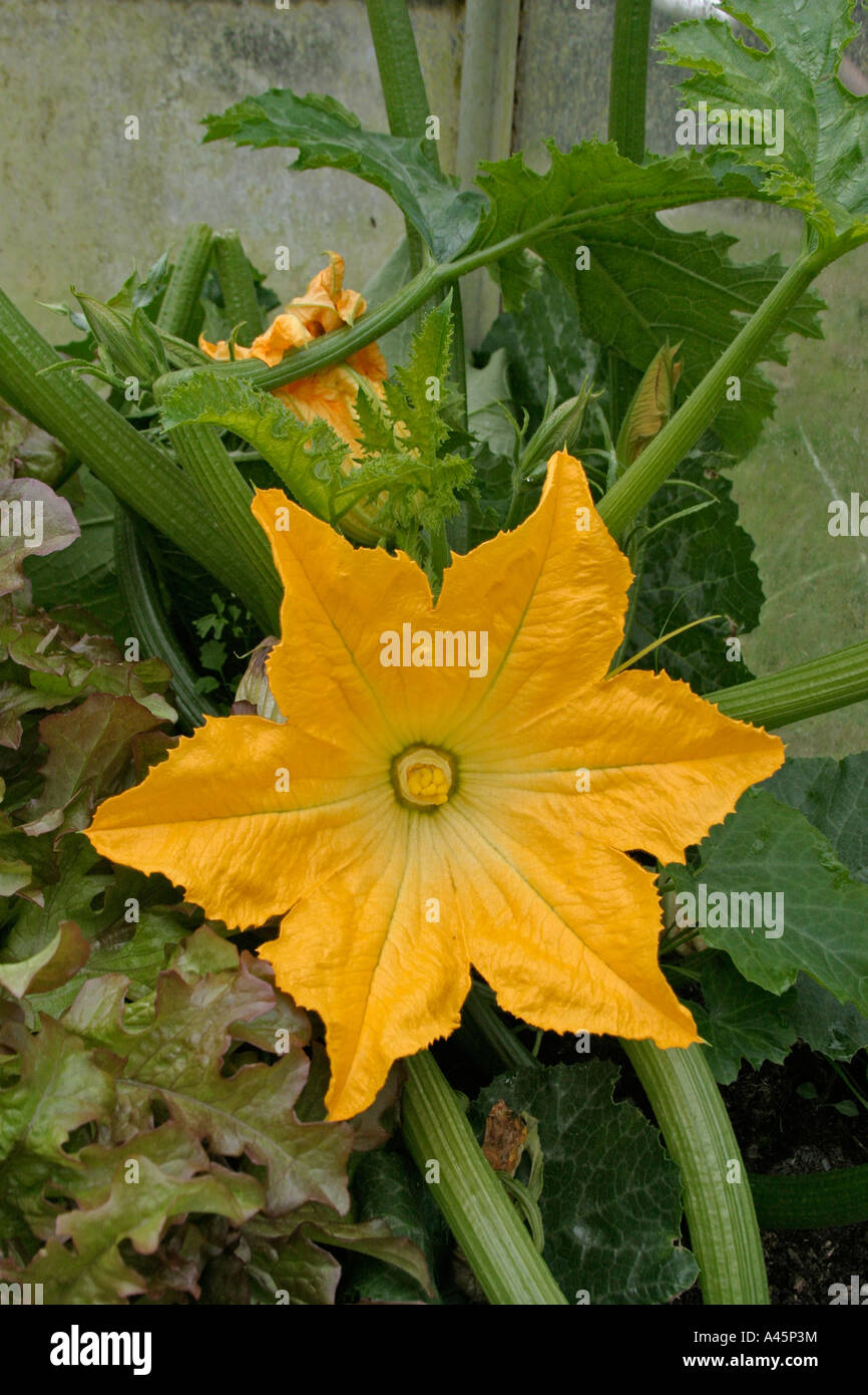 COURGETTE CLOSE UP OF FLOWER Stock Photo - Alamy