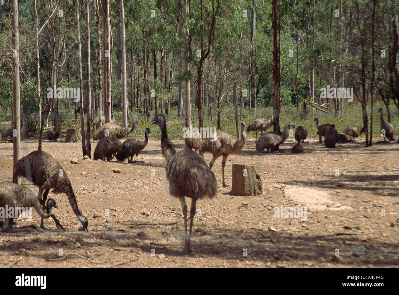 Emu farm australia hi-res stock photography and images - Alamy