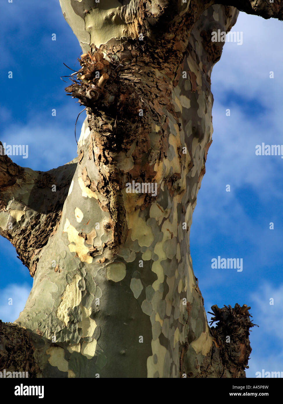 Plane Trees Wimbledon London England Stock Photo - Alamy