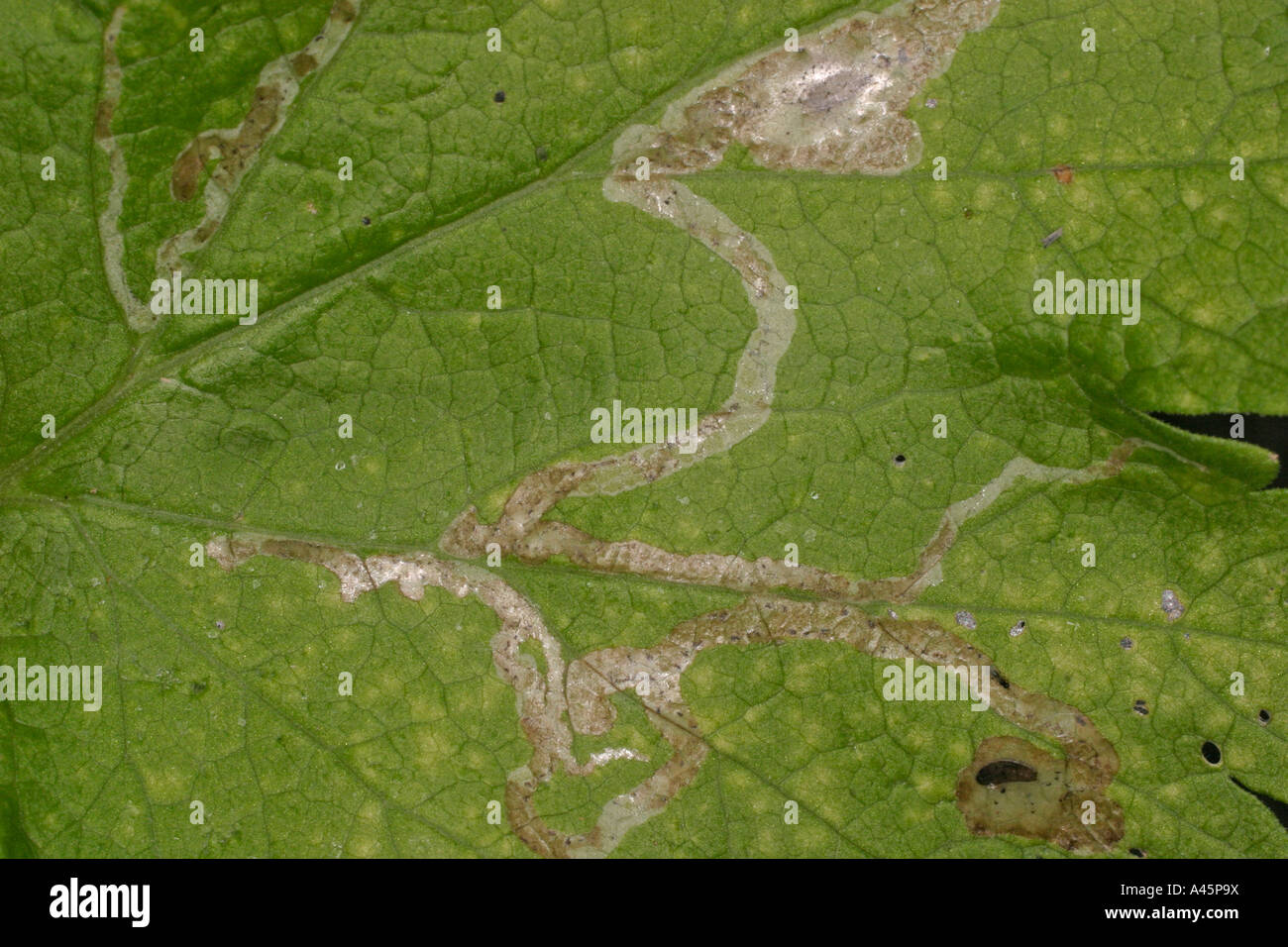 LEAF MINER ON PARSNIP Stock Photo - Alamy
