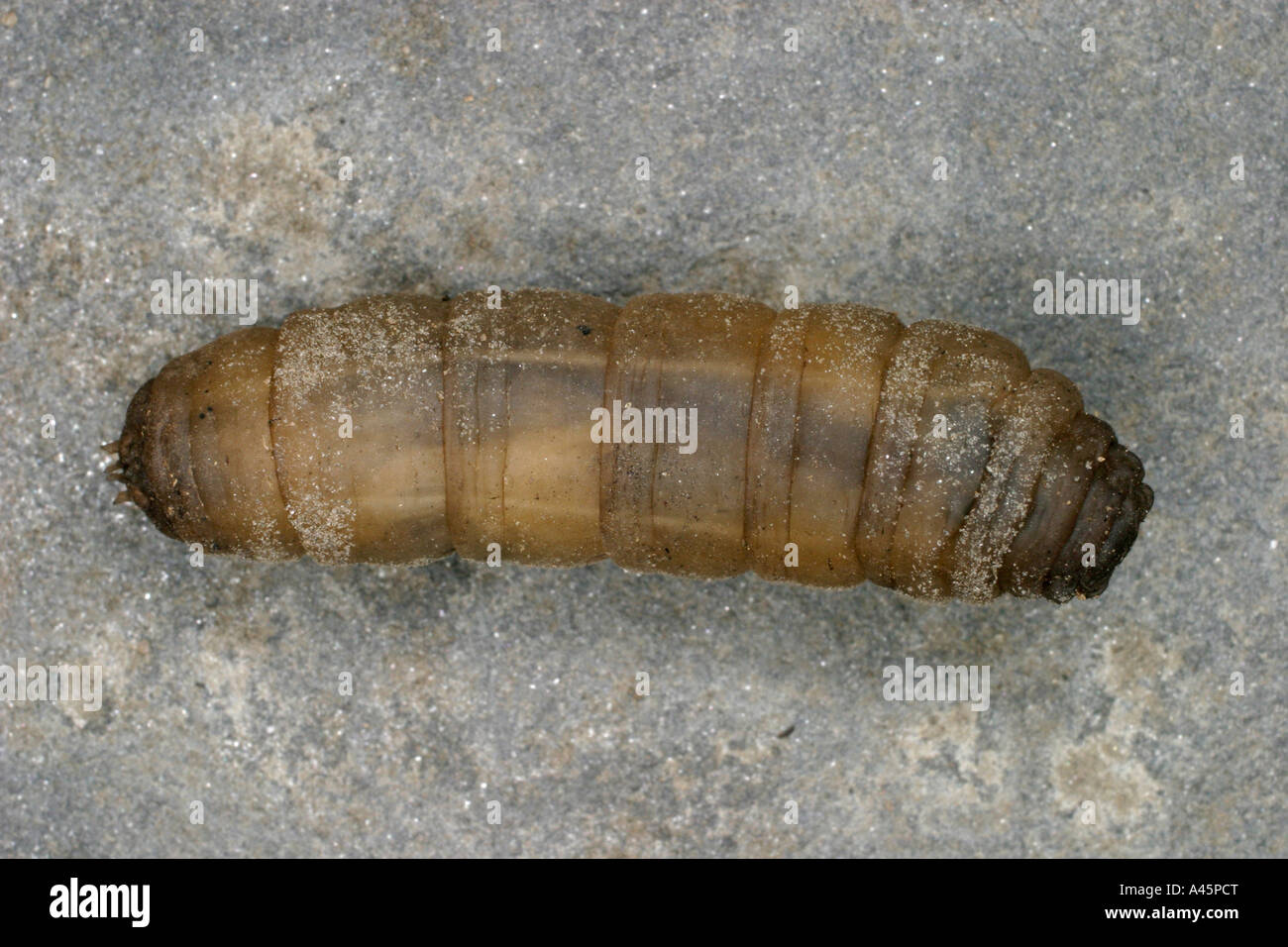 LEATHER JACKET TIPULA SPP CLOSE UP Stock Photo - Alamy