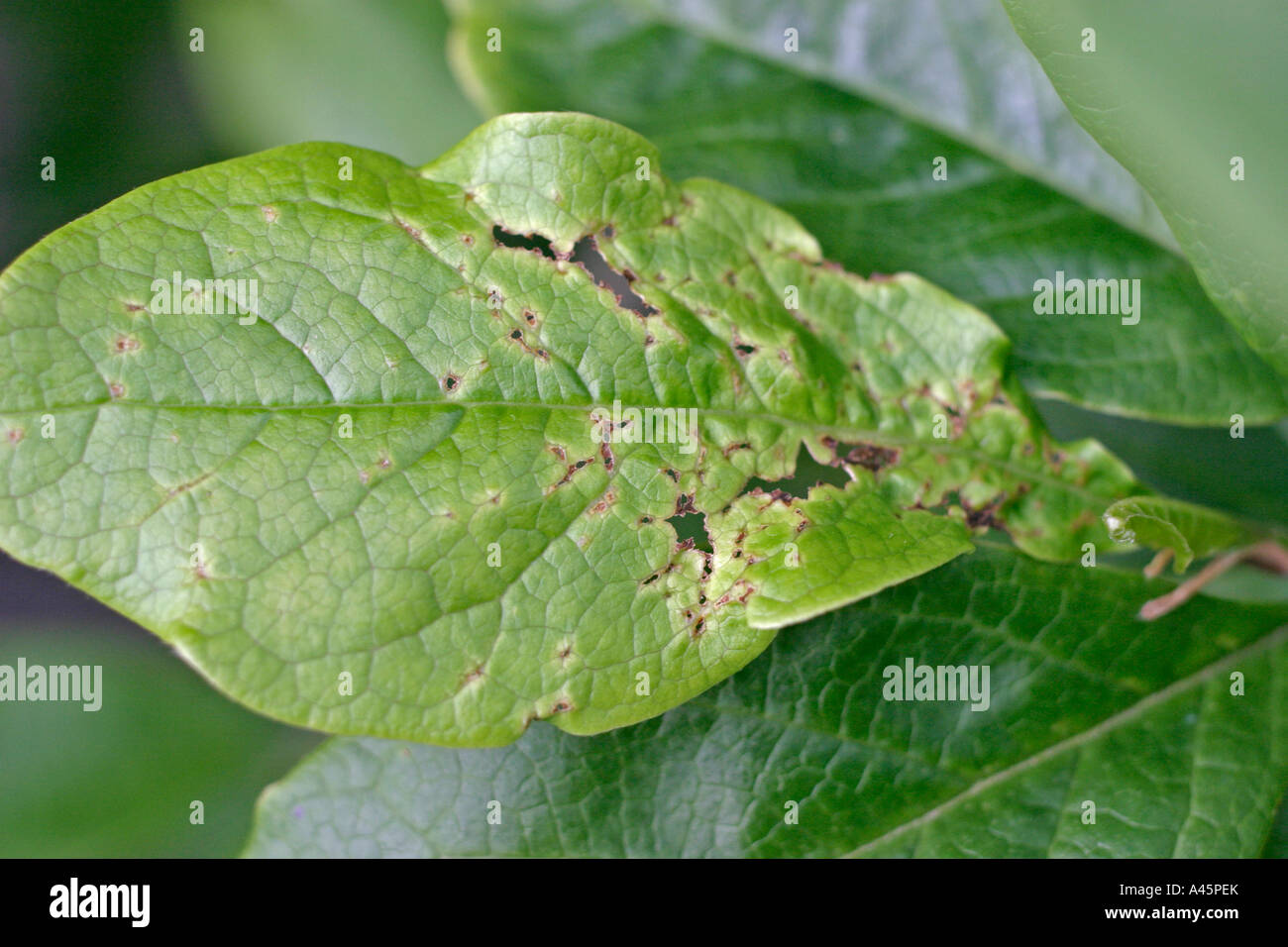 COMMON GREEN CAPSID LYGOCORIS PABULINUS SHOWING DAMAGE TO CAMELIA LEAF ... COMMON GREEN CAPSID LYGOCORIS PABULINUS SHOWING DAMAGE TO CAMELIA LEAF ...