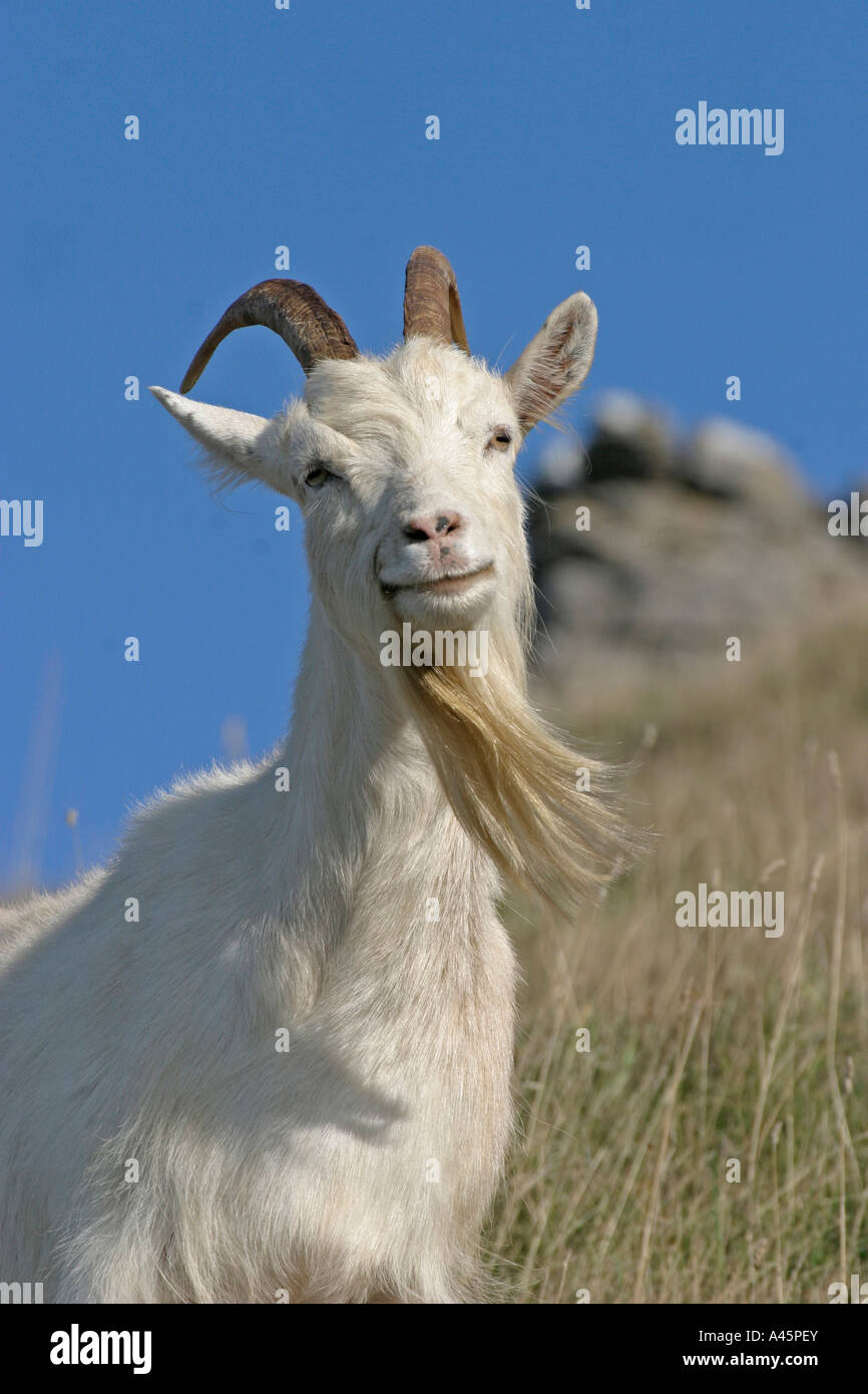 Feral goat on rocks hi-res stock photography and images - Alamy