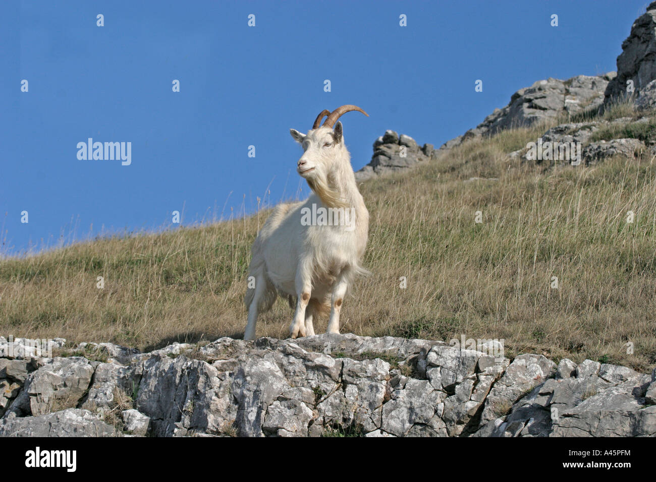 FERAL GOAT CAPRA HIRCUS ON ROCKS FV Stock Photo - Alamy