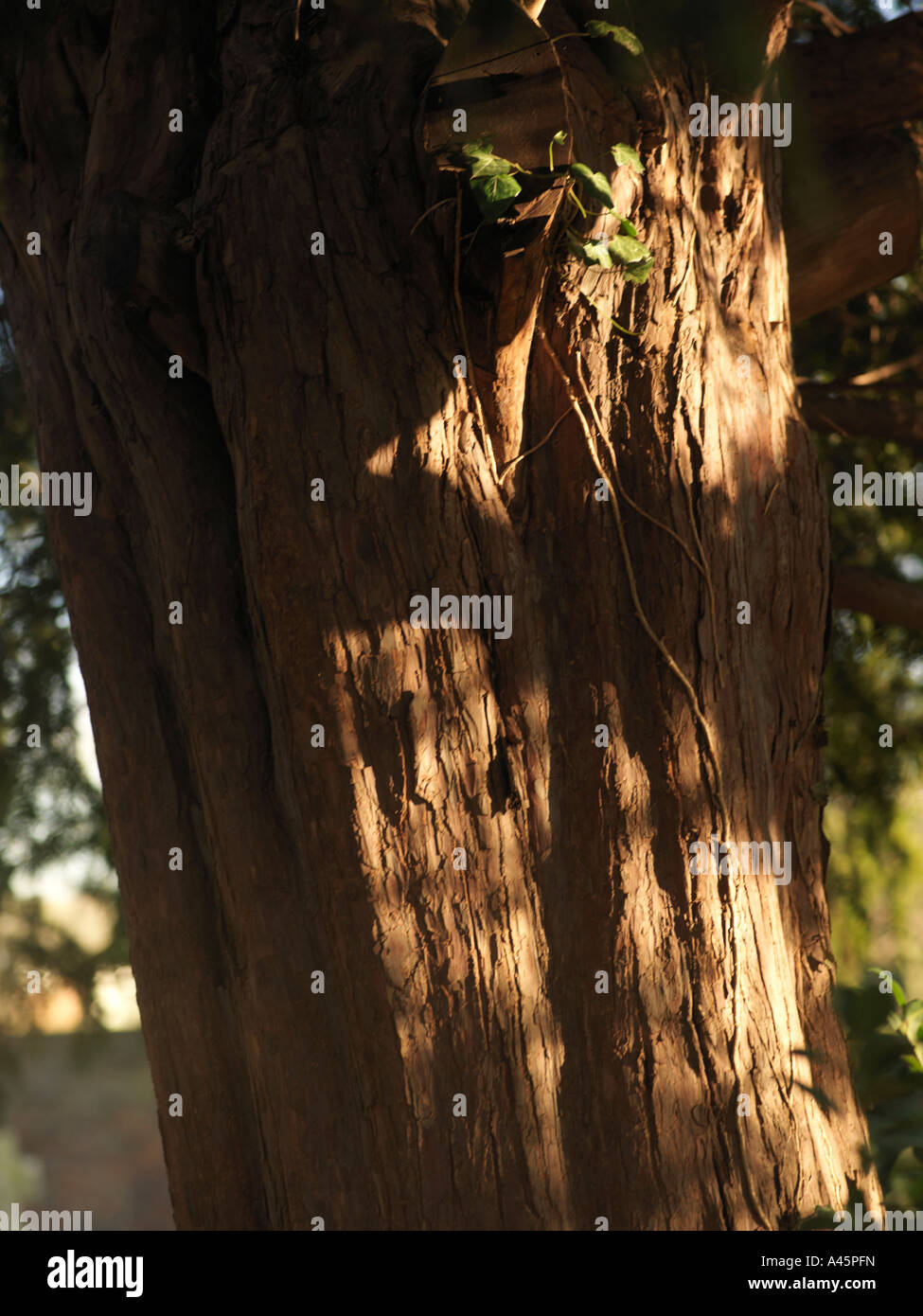 Juniper Tree Bark Stock Photo - Alamy