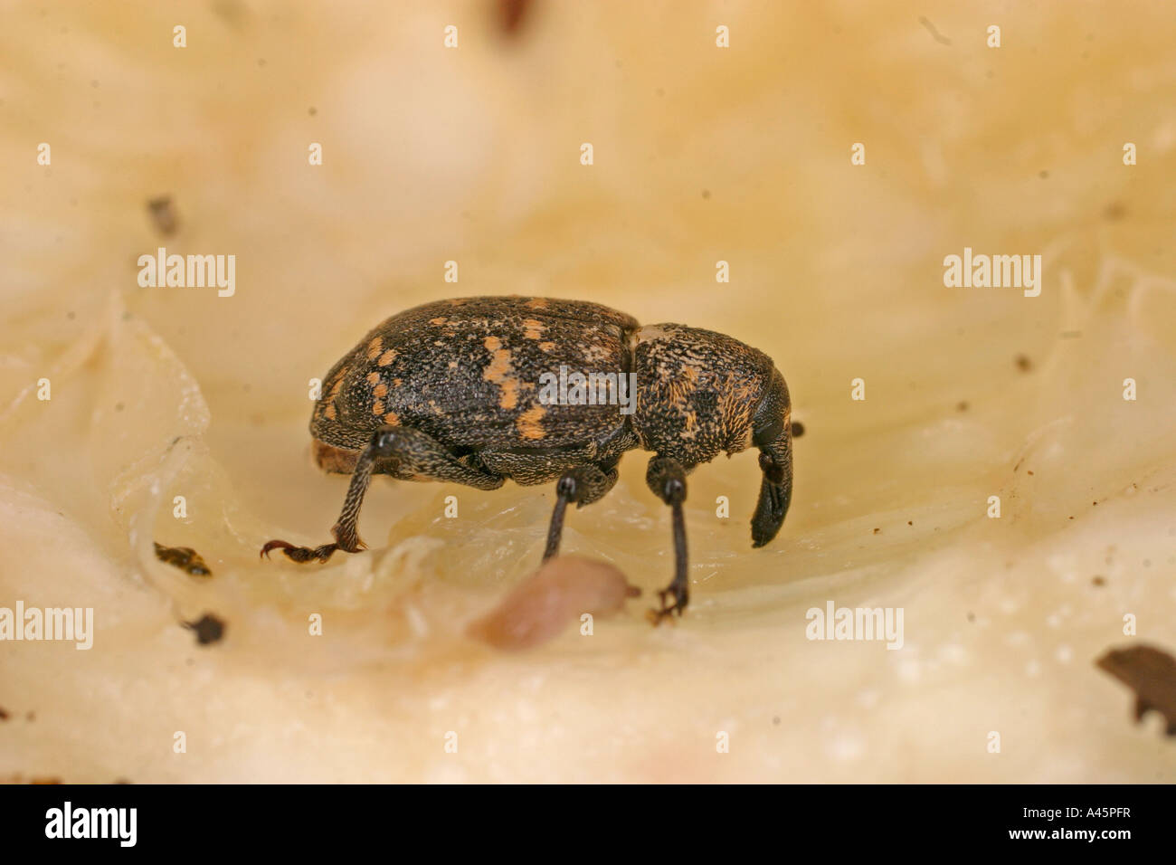 VINE WEEVIL OTIORHYNCHUS SULCATUS CLOSE UP SIDE VIEW Stock Photo - Alamy