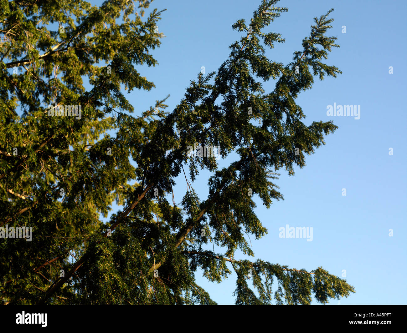Juniper Tree St Dunstans Church Cheam Surrey England Stock Photo - Alamy