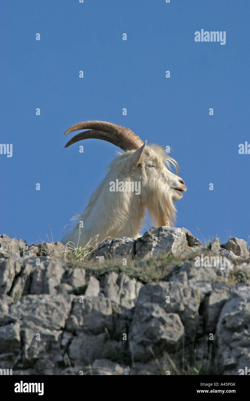 FERAL GOAT CAPRA HIRCUS LOOKING OVER WALL SV Stock Photo - Alamy