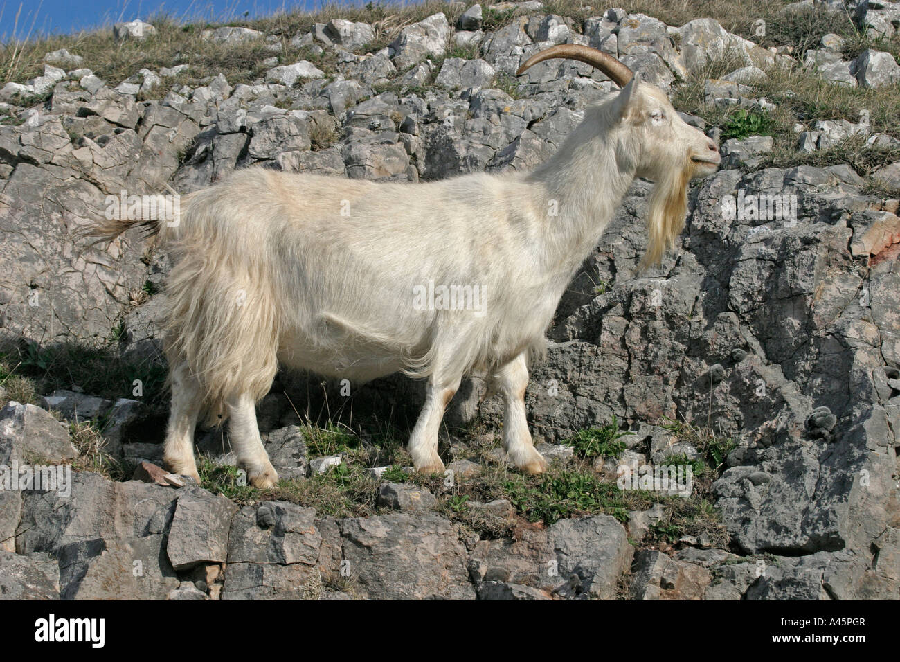 FERAL GOAT CAPRA HIRCUS AMONGST ROCKS SV Stock Photo - Alamy