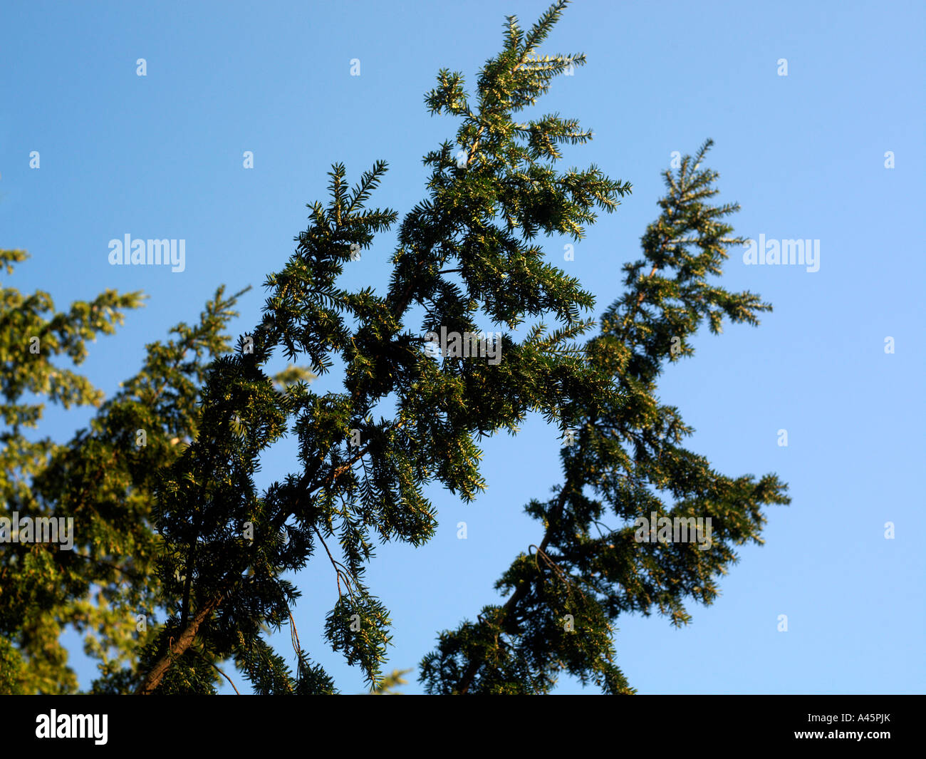 Juniper Tree St Dunstans Church Cheam Surrey England Stock Photo - Alamy