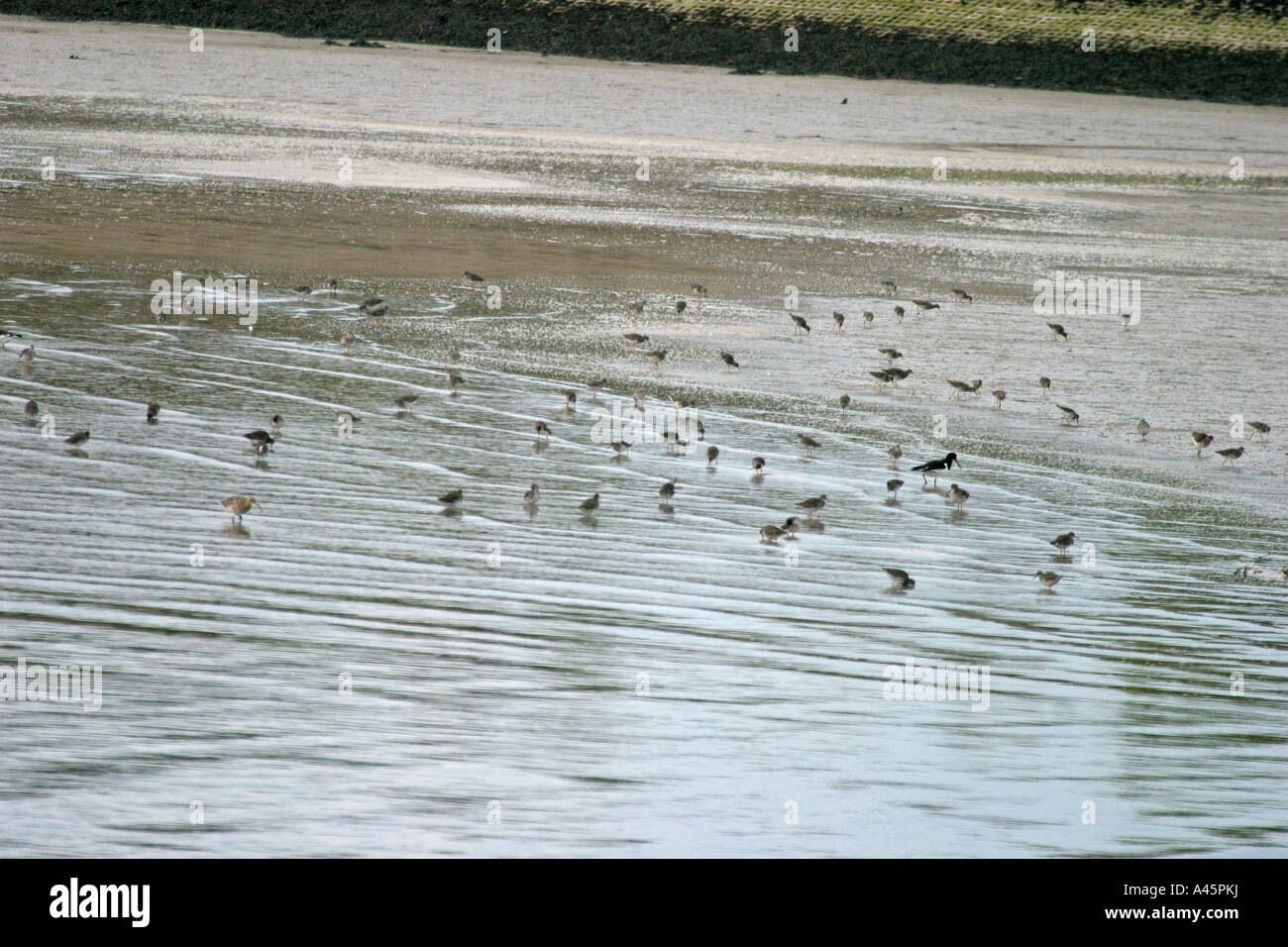 Redshank in shallow water hi-res stock photography and images - Alamy