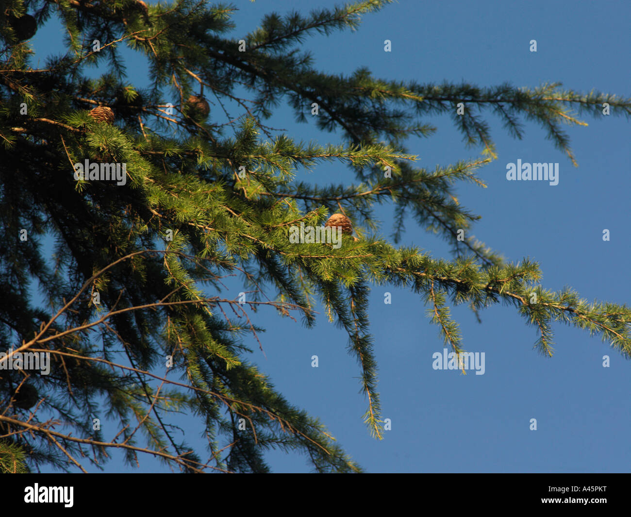 Cedar Tree St Dunstans Church Cheam Surrey England Stock Photo - Alamy