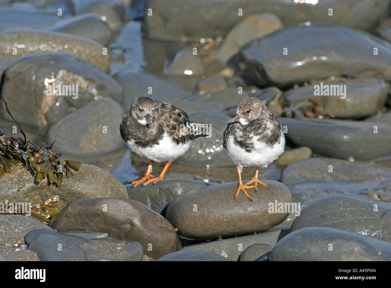 Winter turnstone plumage hi-res stock photography and images - Alamy