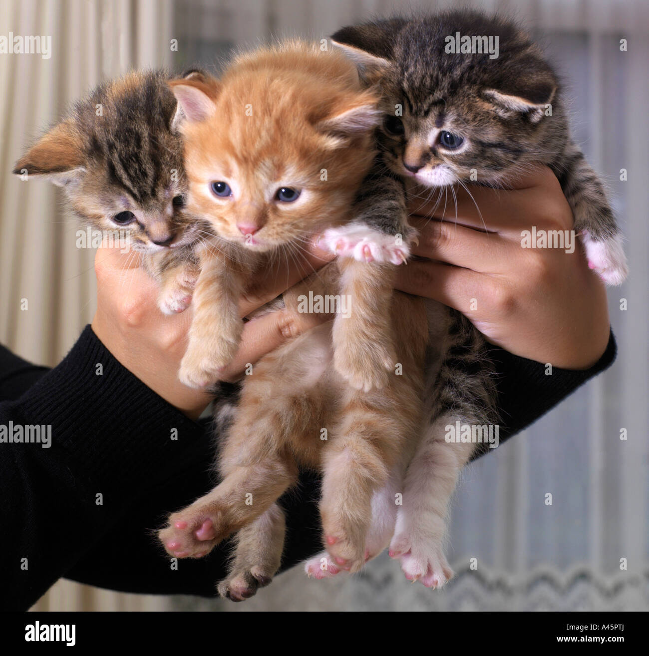 Three cats not lion hi-res stock photography and images - Alamy