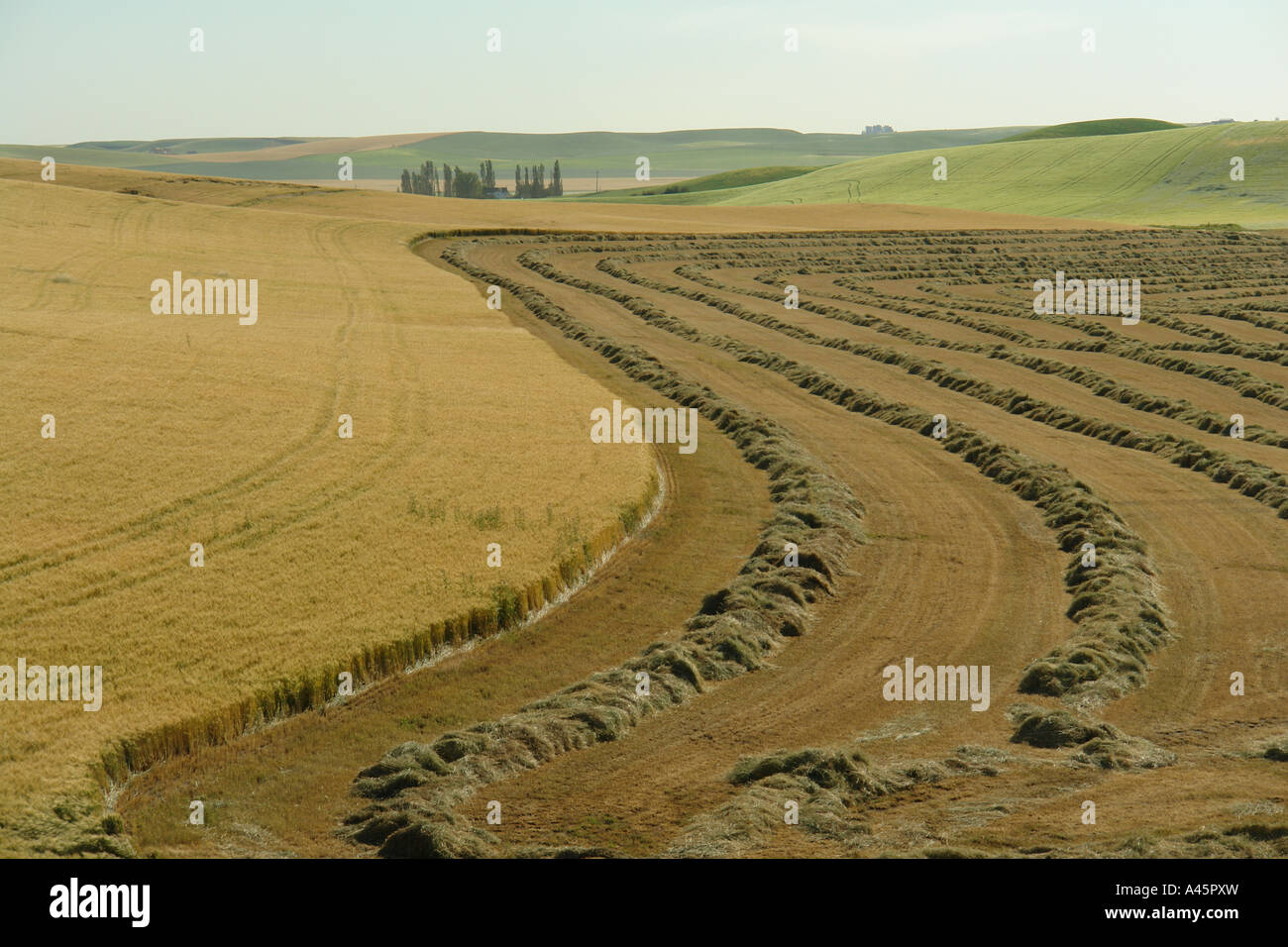 Palouse region images hi-res stock photography and images - Alamy