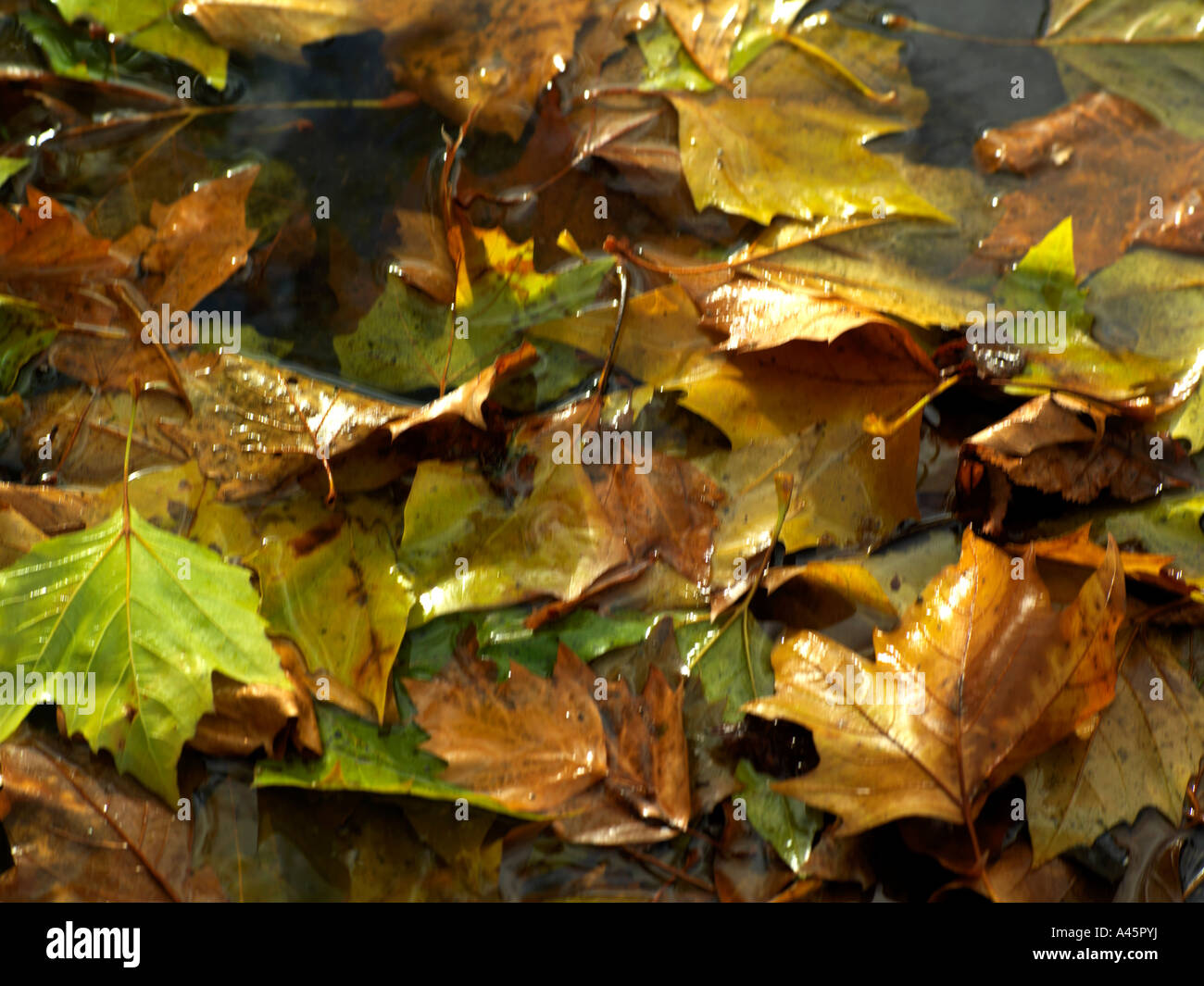 Puddle about hi-res stock photography and images - Alamy