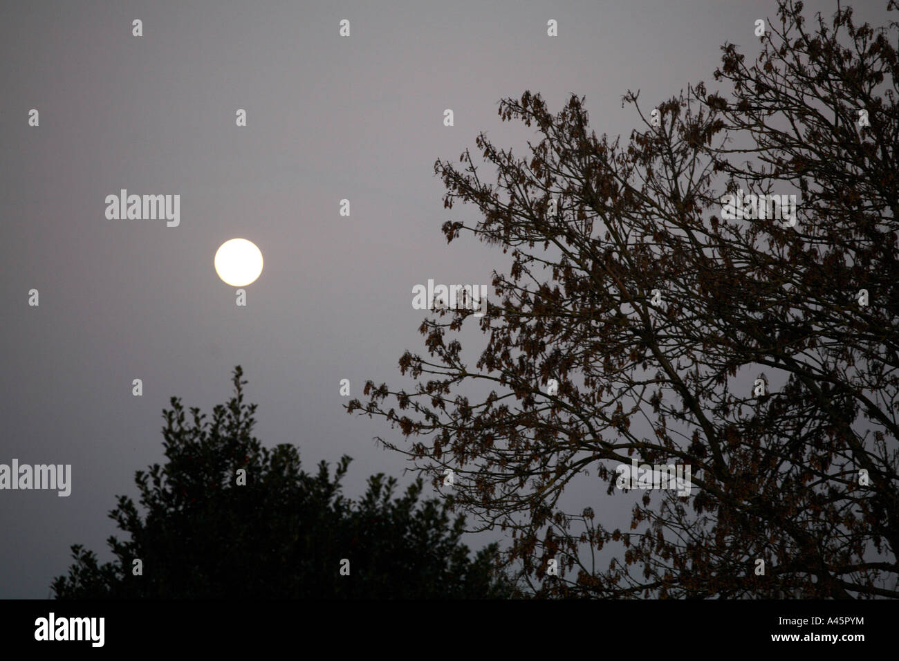 Moon & Trees Stock Photo - Alamy