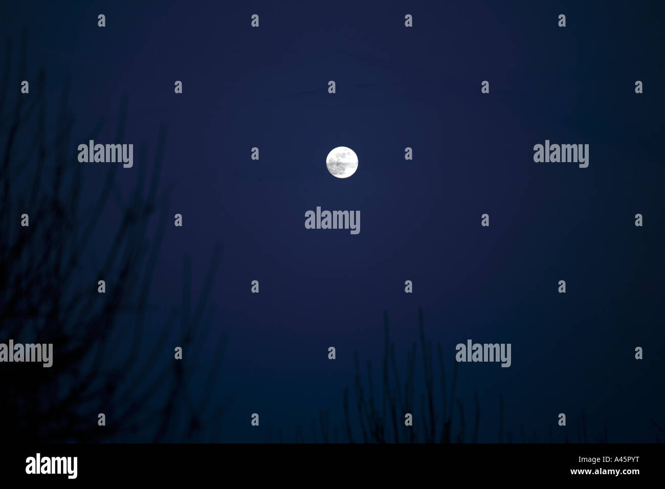 Moon & Trees Stock Photo - Alamy