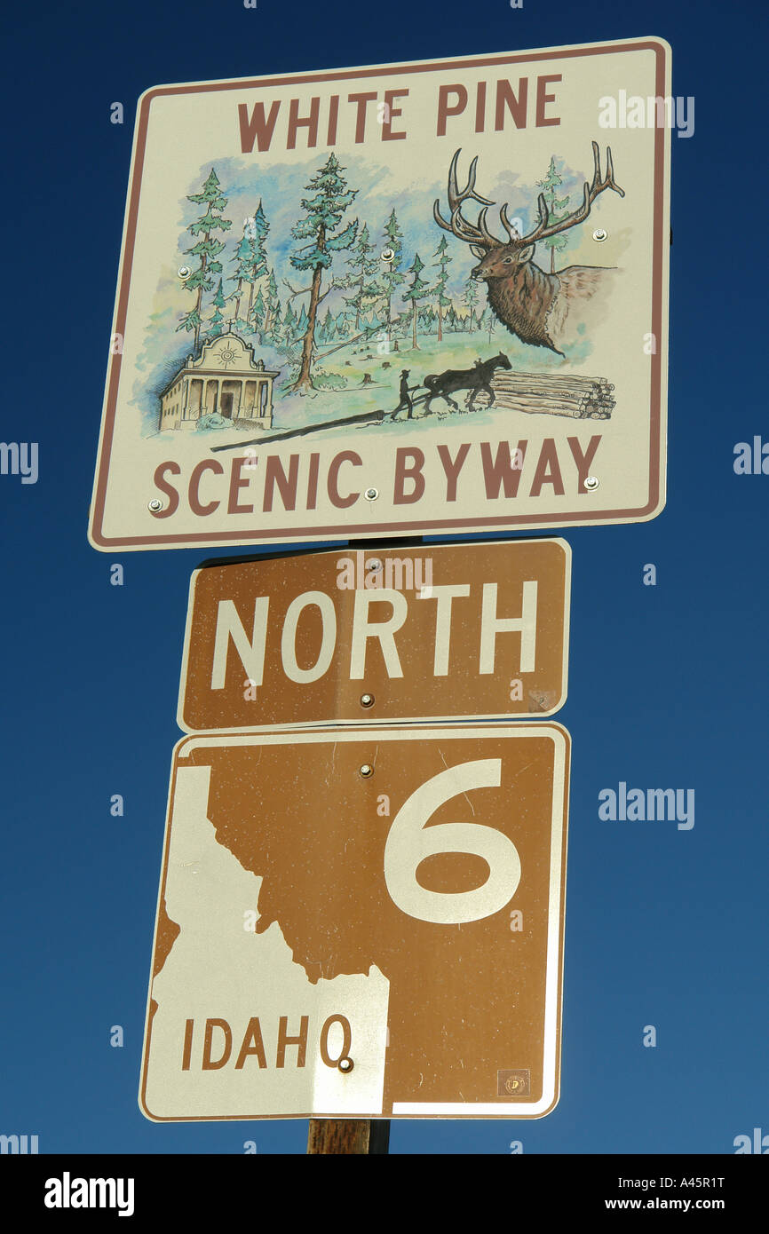 Western white pine idaho hi-res stock photography and images - Alamy