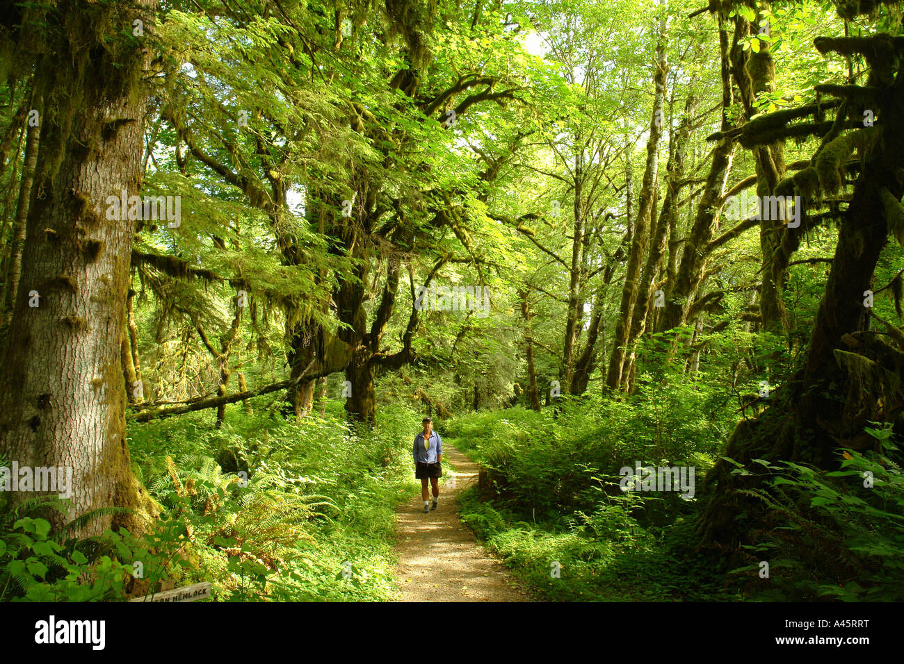 ajd55484-olympic-national-park-wa-washington-olympic-peninsula