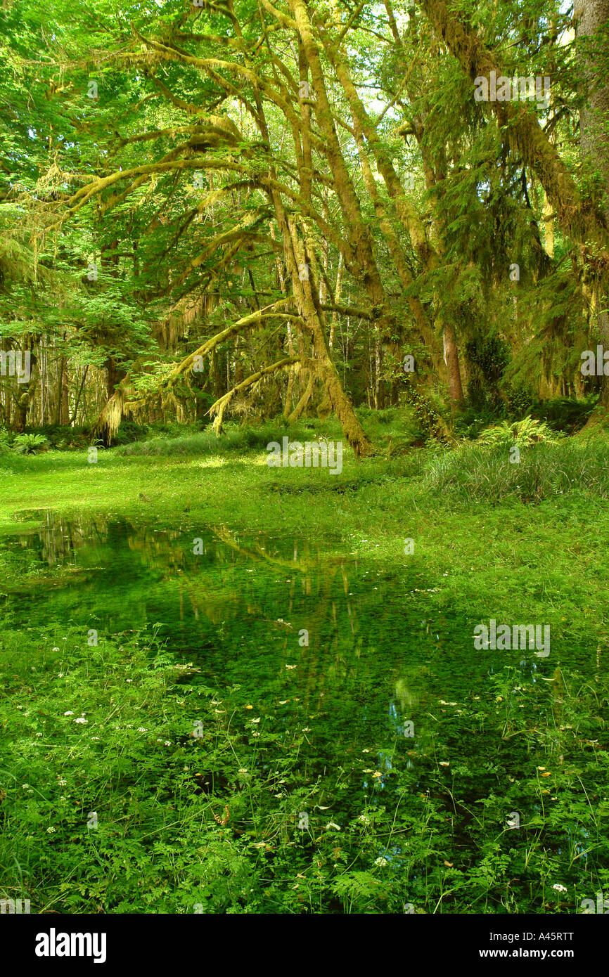 Maple glade rainforest hi-res stock photography and images - Alamy