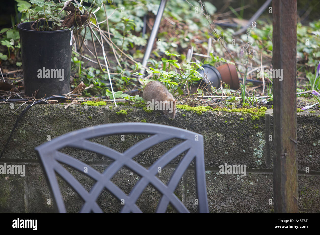 Rat damage hi-res stock photography and images - Alamy