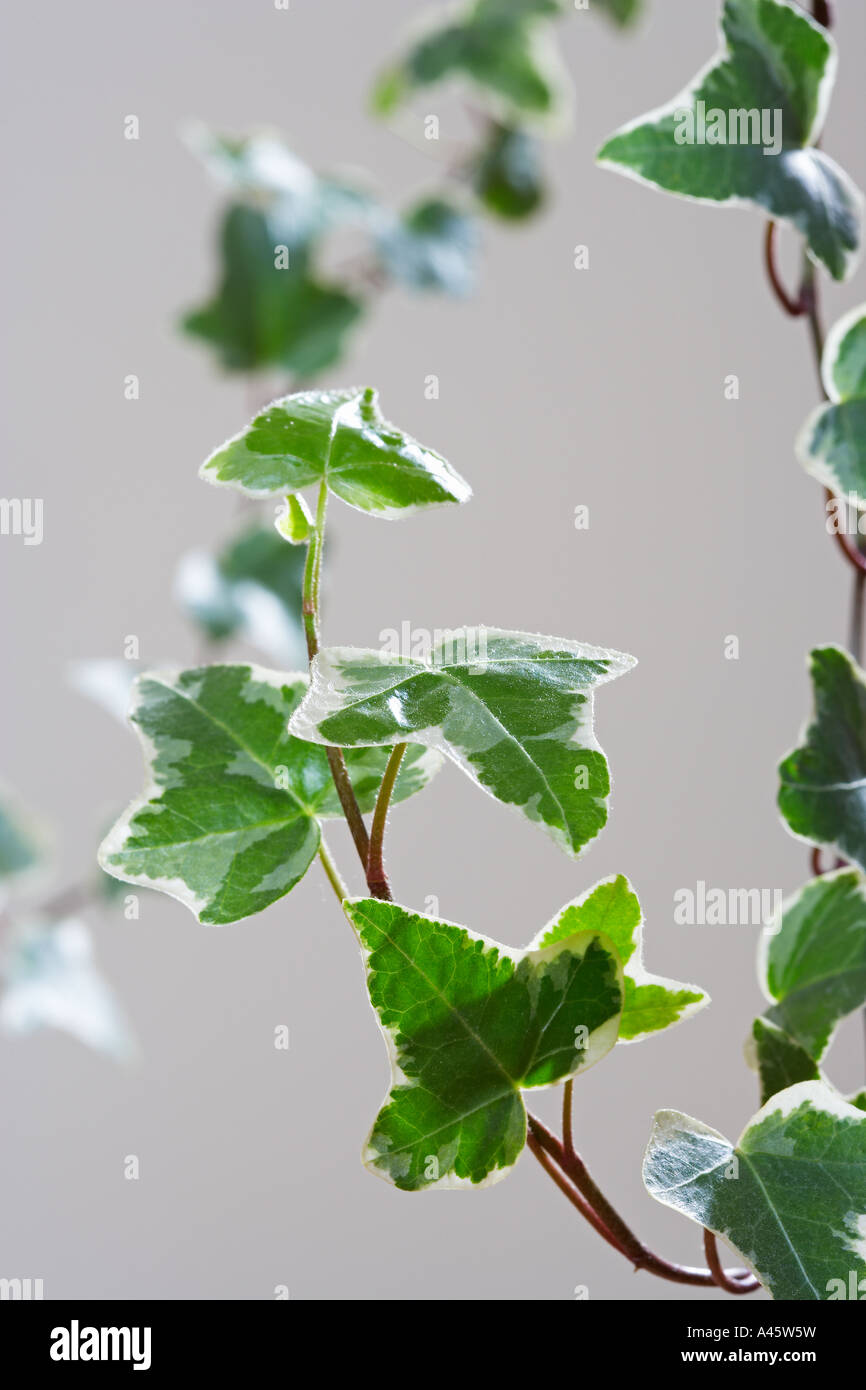 Climbing Ivy Hedera Stock Photo - Alamy