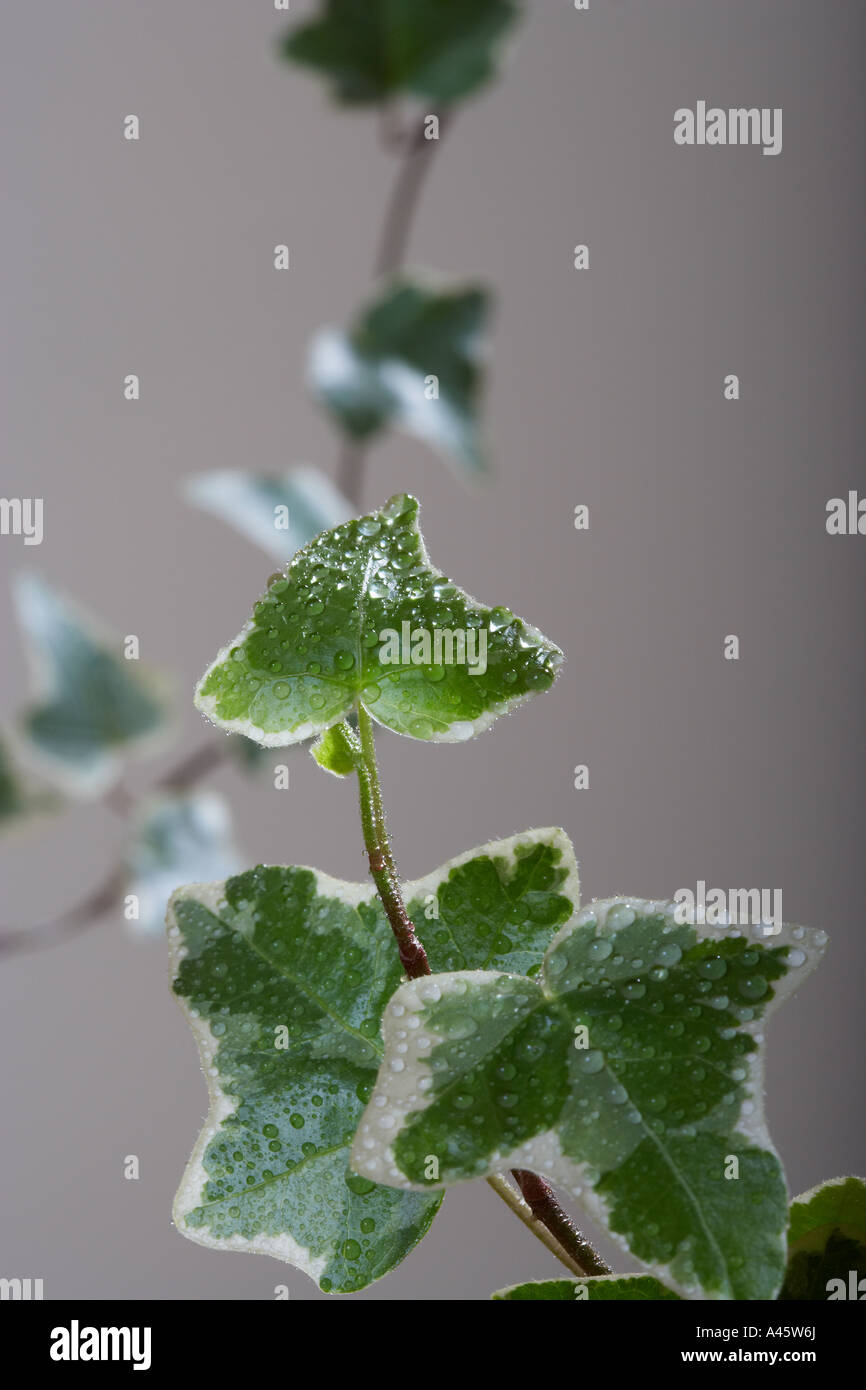 Hedera variegated ivy leaves hi-res stock photography and images - Alamy