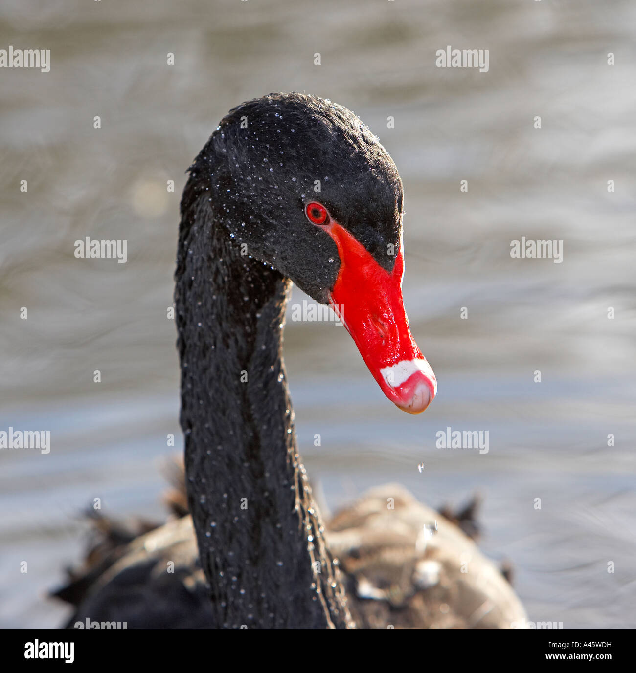 Black swan Cygnus atratus at the Welsh Wetlands Trust near Llanelli ...